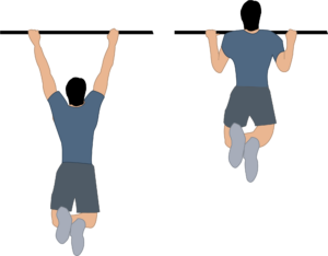 Quels sont les muscles sollicités par les tractions