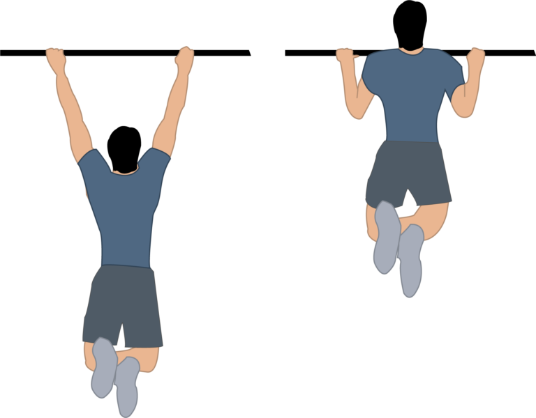 Quels sont les muscles sollicités par les tractions