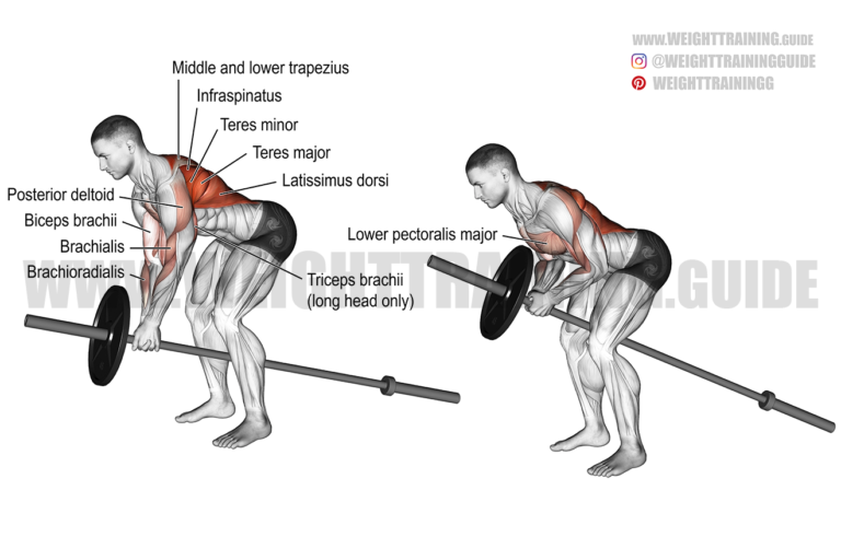 Le top 8 des meilleurs exercices pour grand dorsal