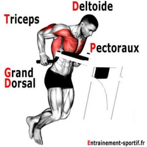 Les dips pectoraux : meilleur exercice pour la poitrine